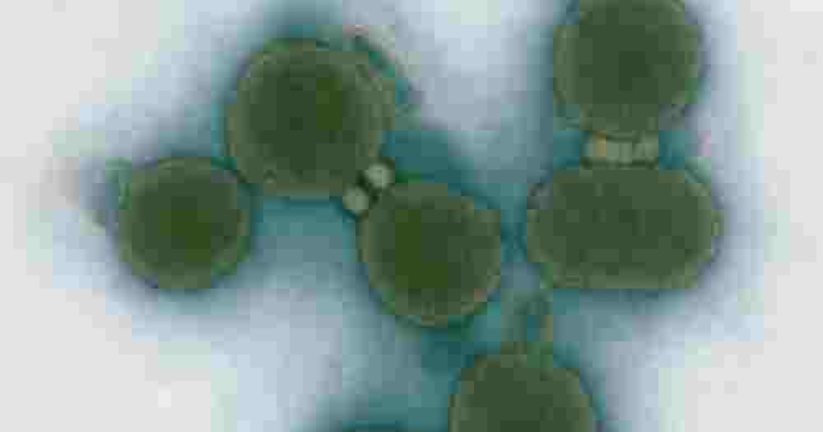 Scientists create first synthetic cell