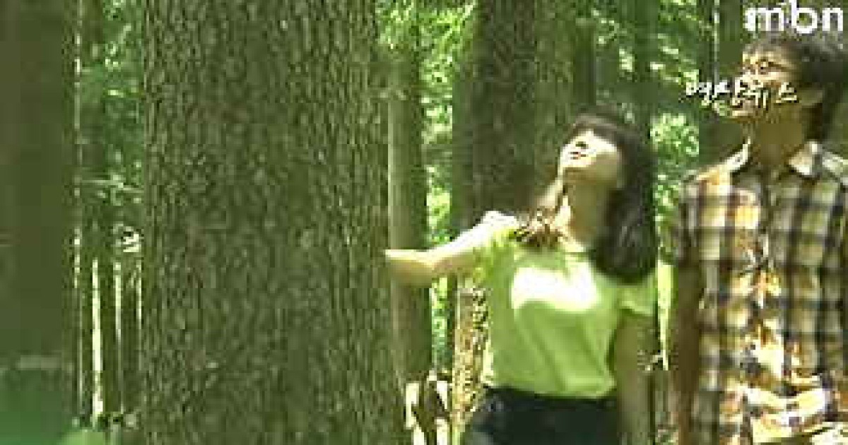 [mbn 영상뉴스] 전나무 숲을 거닐다