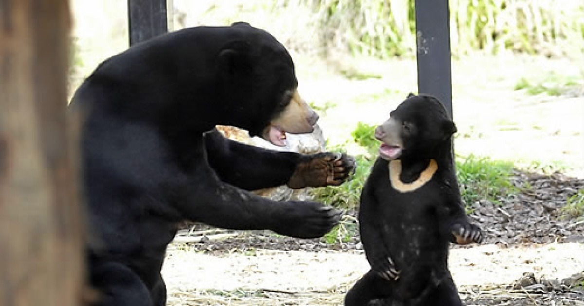 AUSTRALIA SUN BEAR CANBERRA ZOO