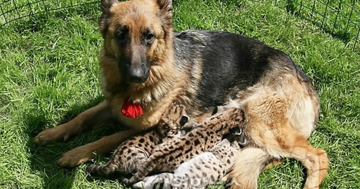 RUSSIA ANIMALS ZOO PUMA CUBS