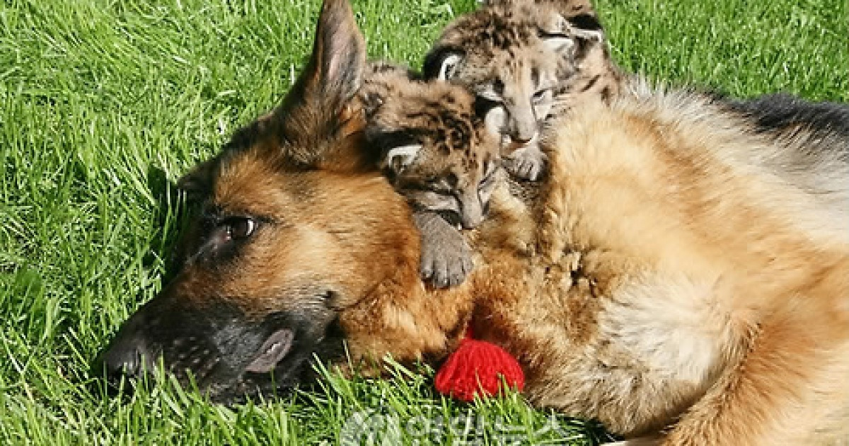 RUSSIA ANIMALS ZOO PUMA CUBS