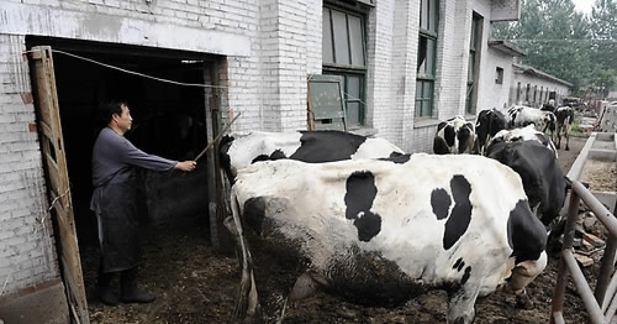 CHINA AGRICULTURE MELAMINE MILK SCANDAL