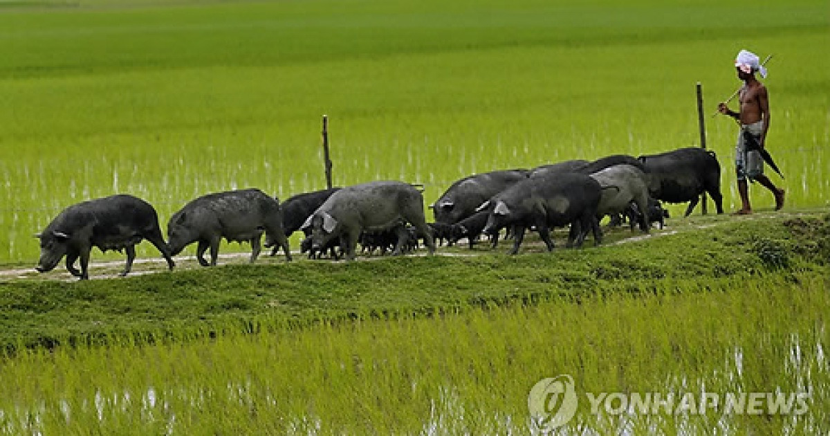INDIA PIG FARMING