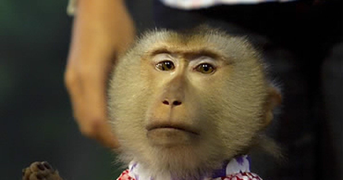 THAILAND FEATURE PACKAGE MONKEY DRAMA TROUPE