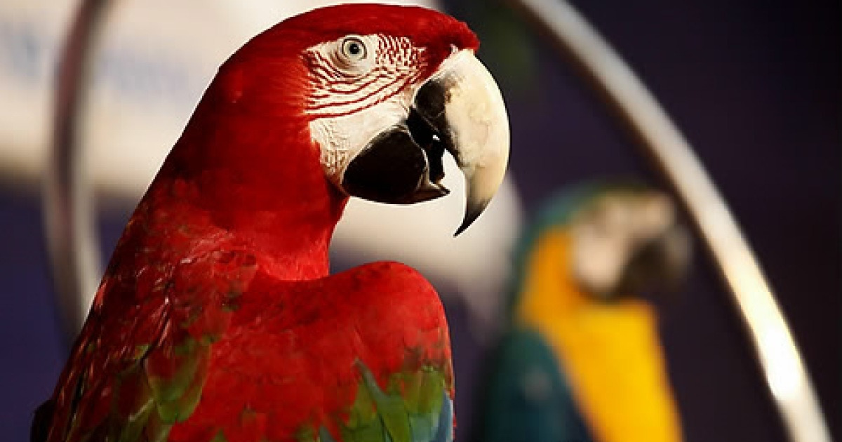 INDIA ANNUAL EXOTIC BIRD SHOW