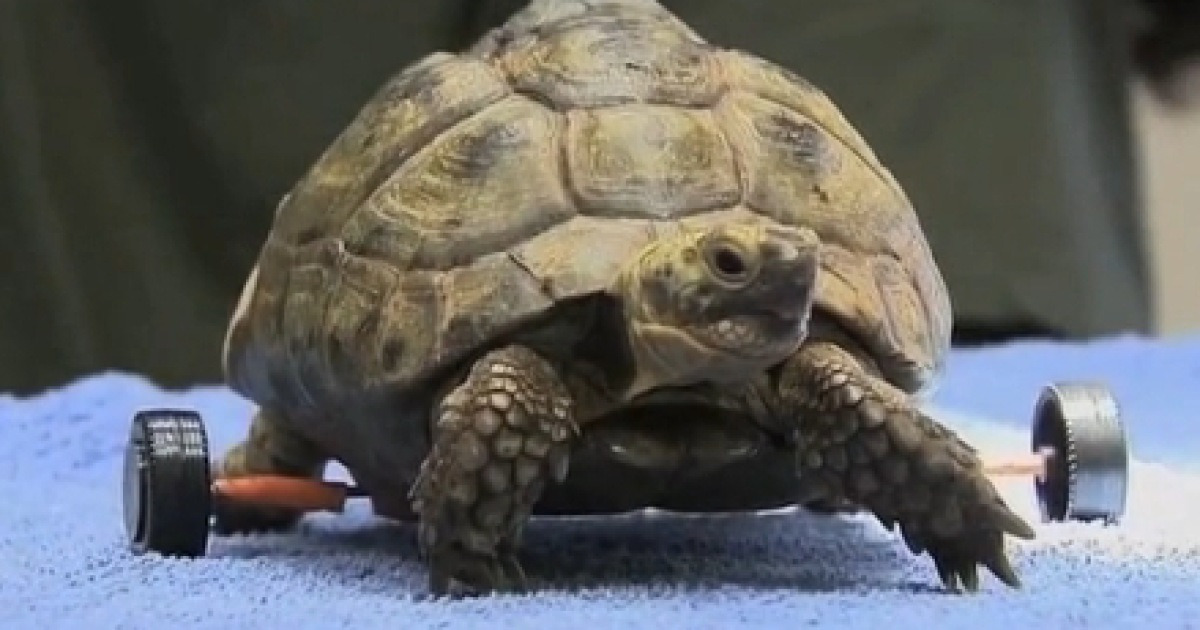 Turtle on wheels