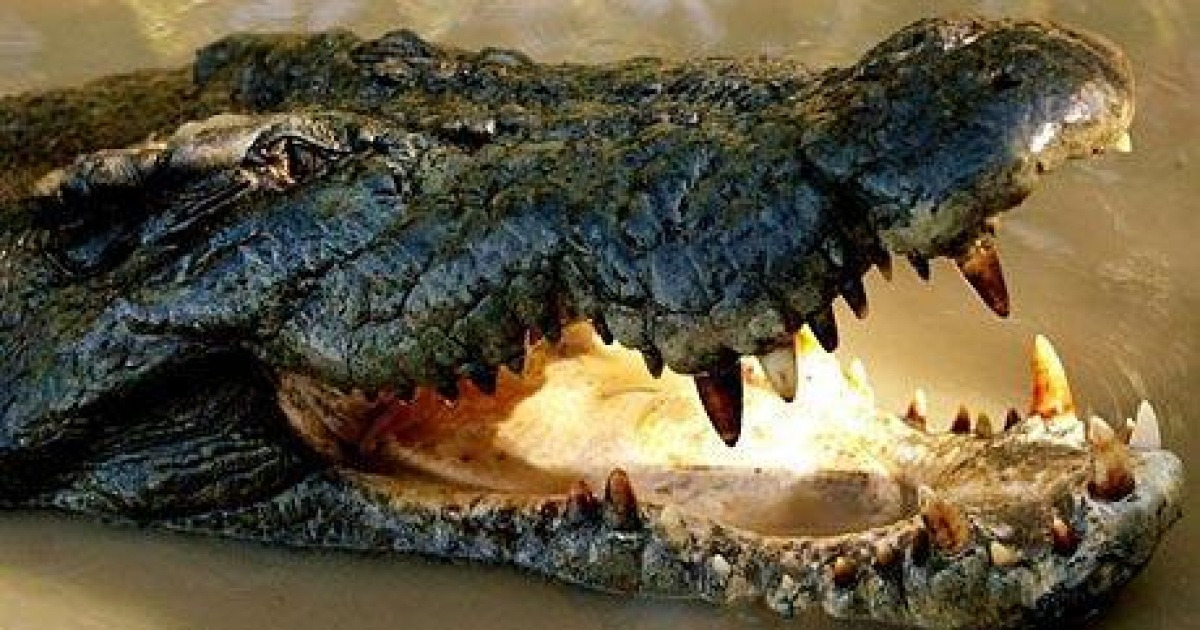 Phone keeps ringing in Ukrainian crocodile's tummy
