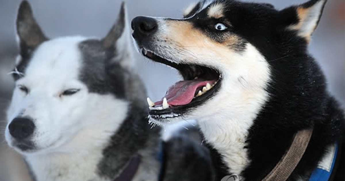 CZECH REPUBLIC DOG SLED RACE
