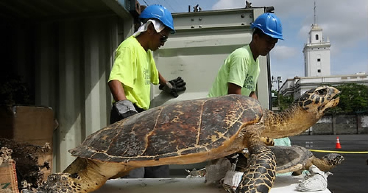 PHILIPPINES ENVIRONMENT WILDLIFE POACHING