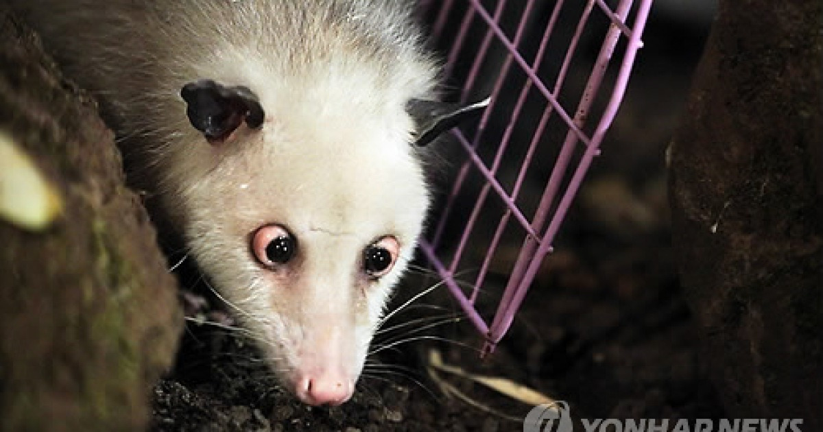 GERMANY ANIMALS HEIDI