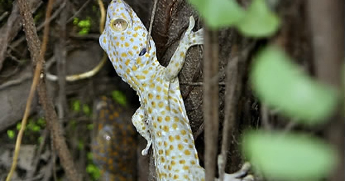 Philippines Gecko