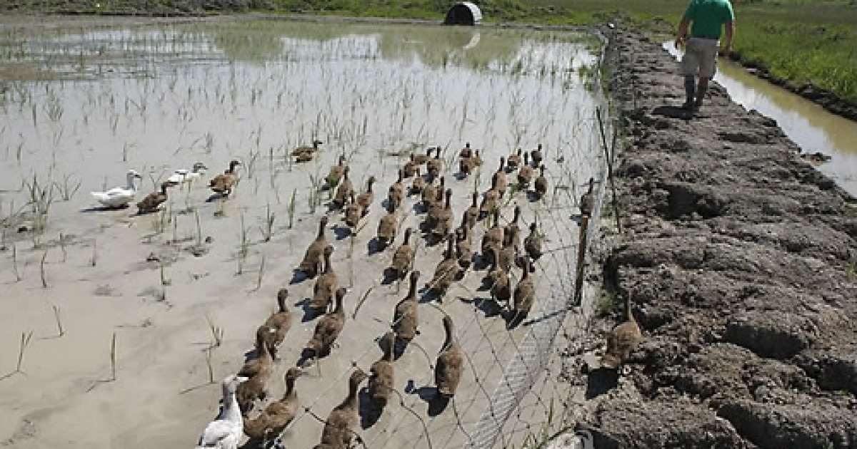 Food and Farm Cold Climate Rice