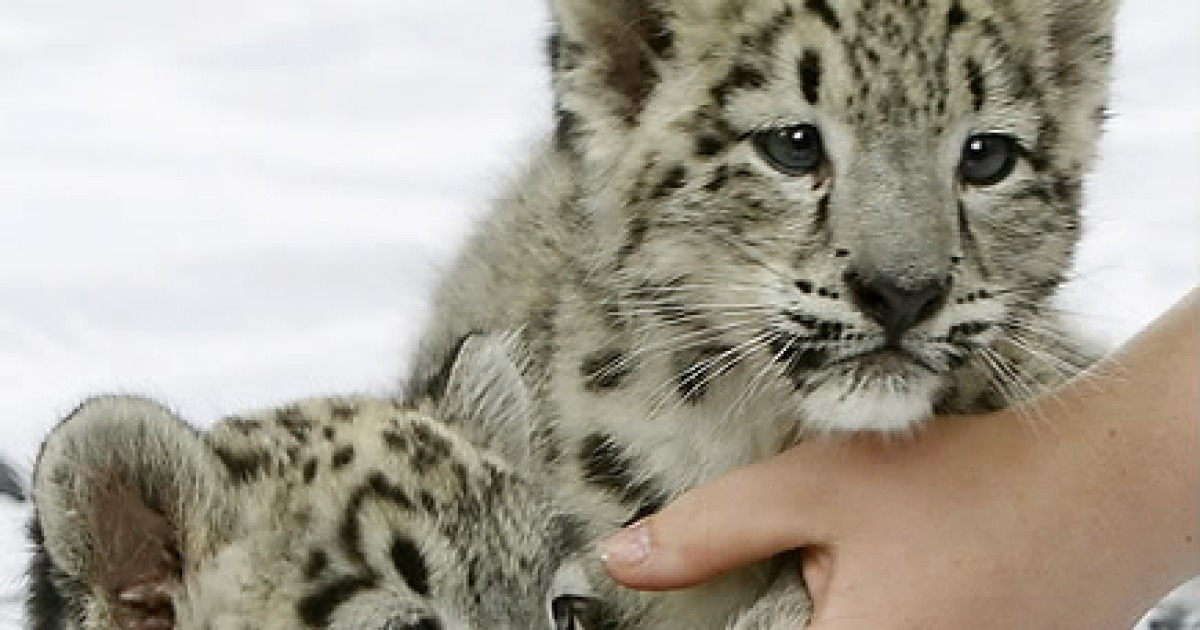 Poland Zoo Snow Leopards