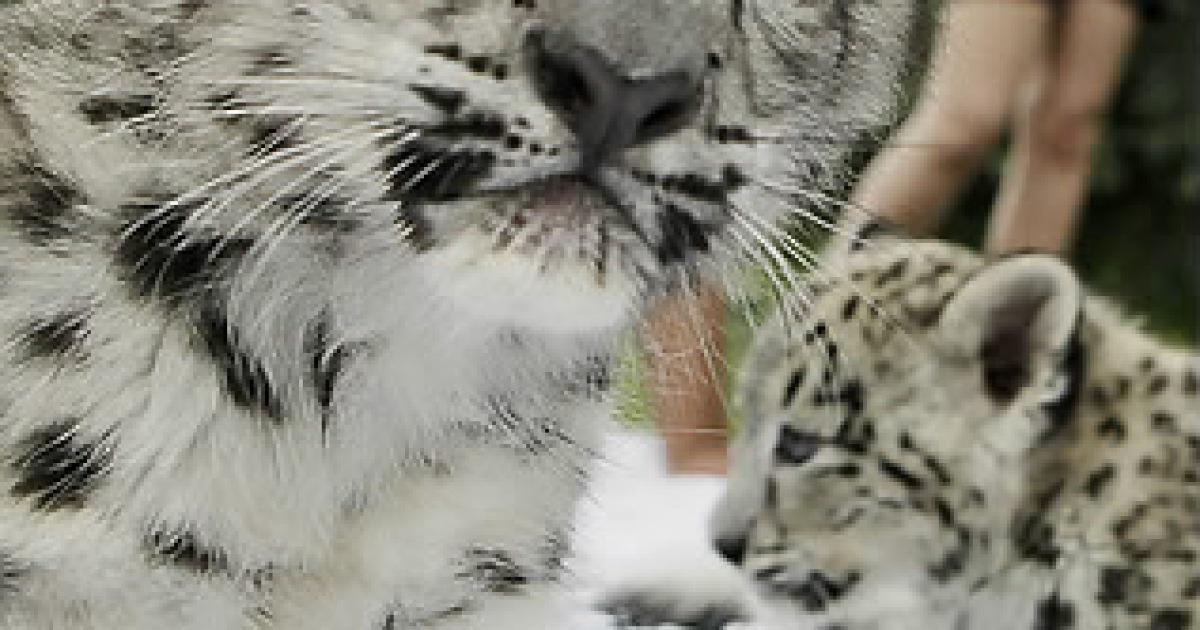 Poland Zoo Snow Leopards