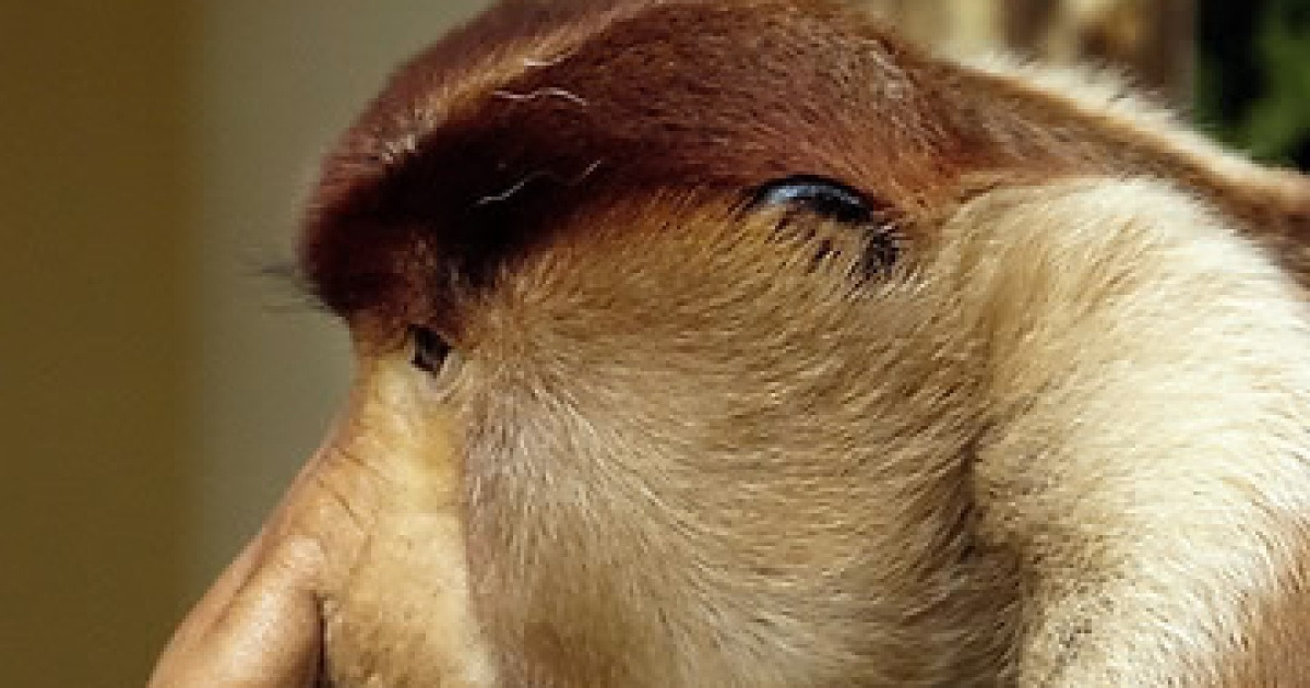 NETHERLANDS ANIMALS MONKEY