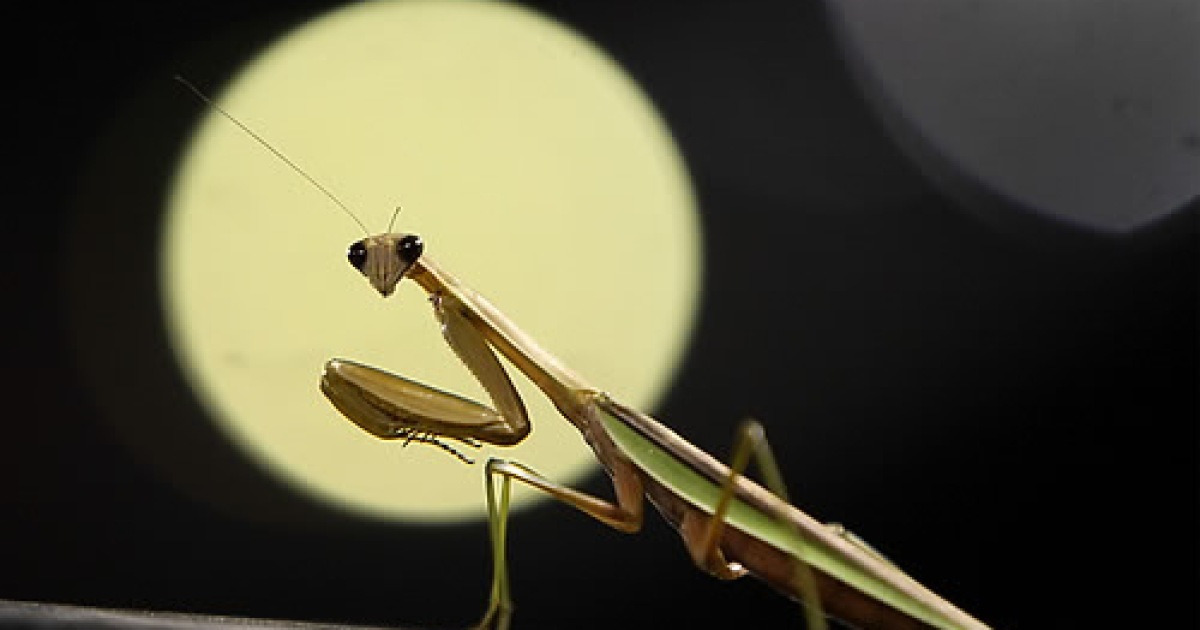 Praying Mantis