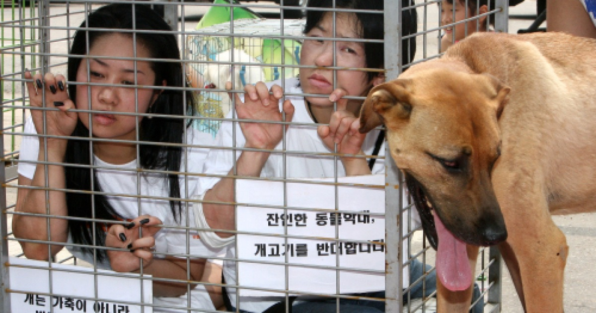 Should dog meat be banned?