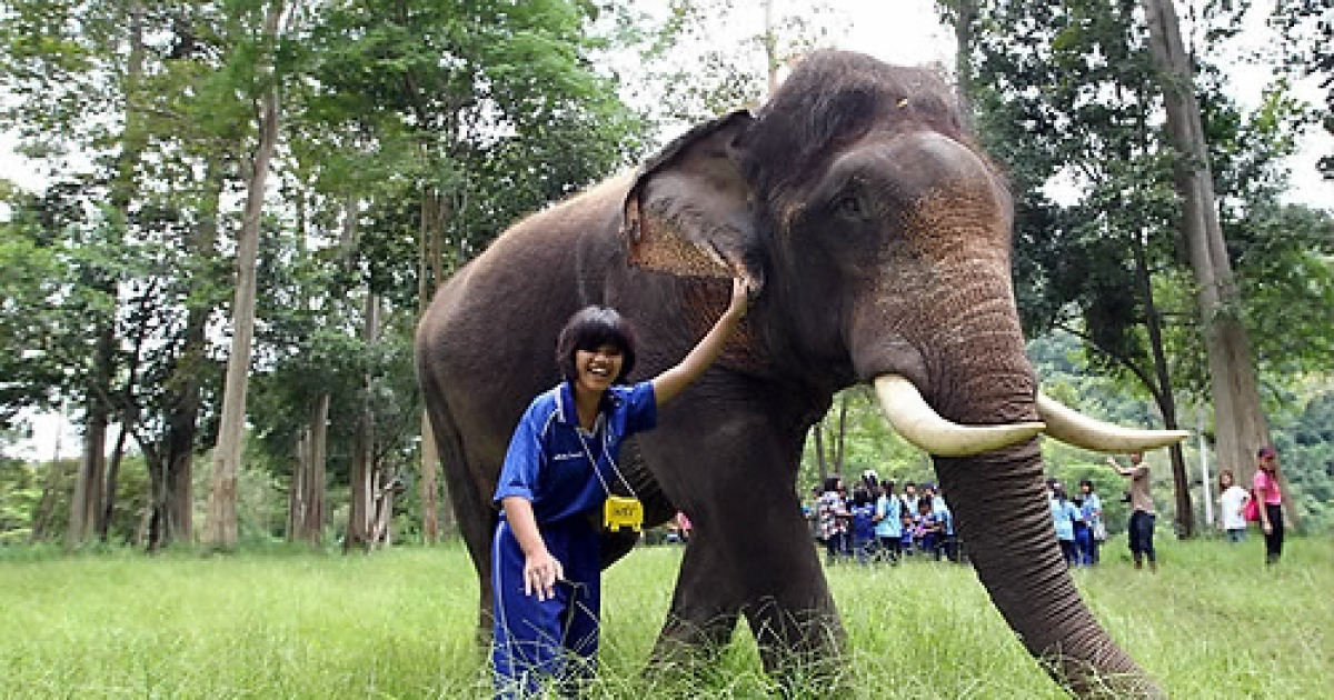 THAILAND ELEPHANT THERAPY