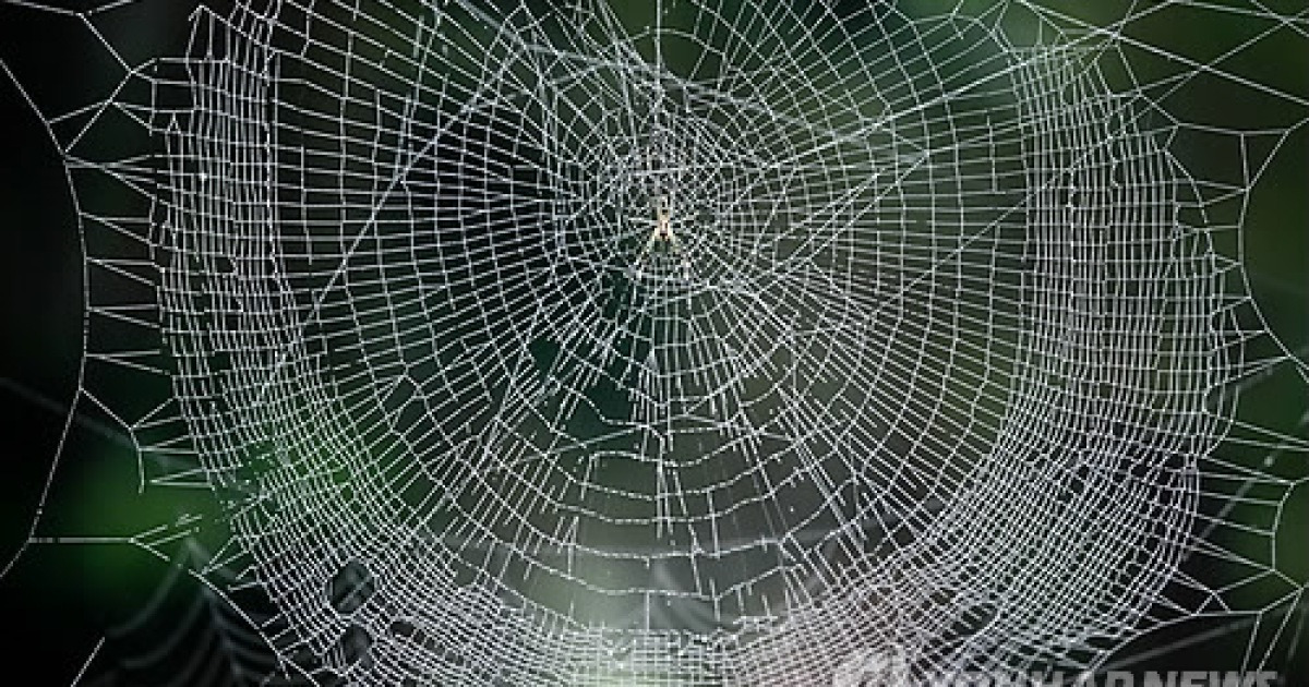 NEPAL SPIDER WEB