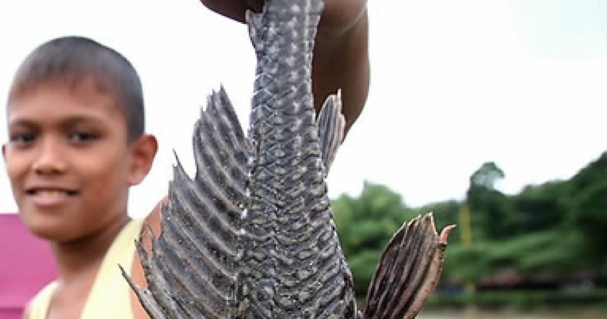 PHILIPPINES JANITOR FISH