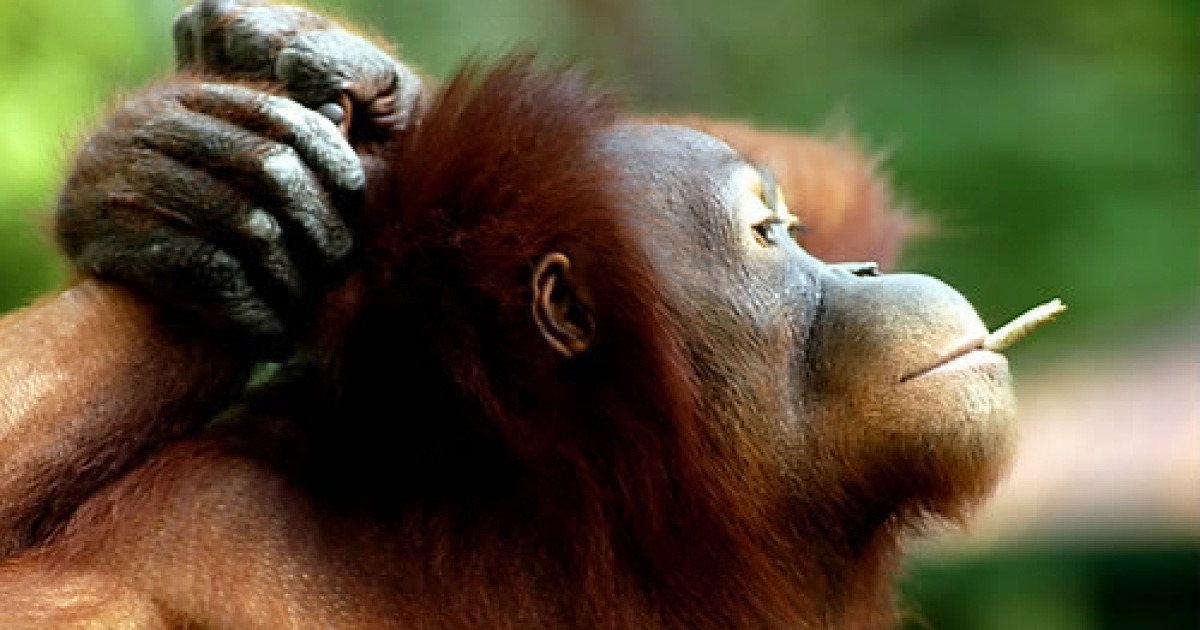 INDONESIA ANIMALS SMOKING ORANG UTAN