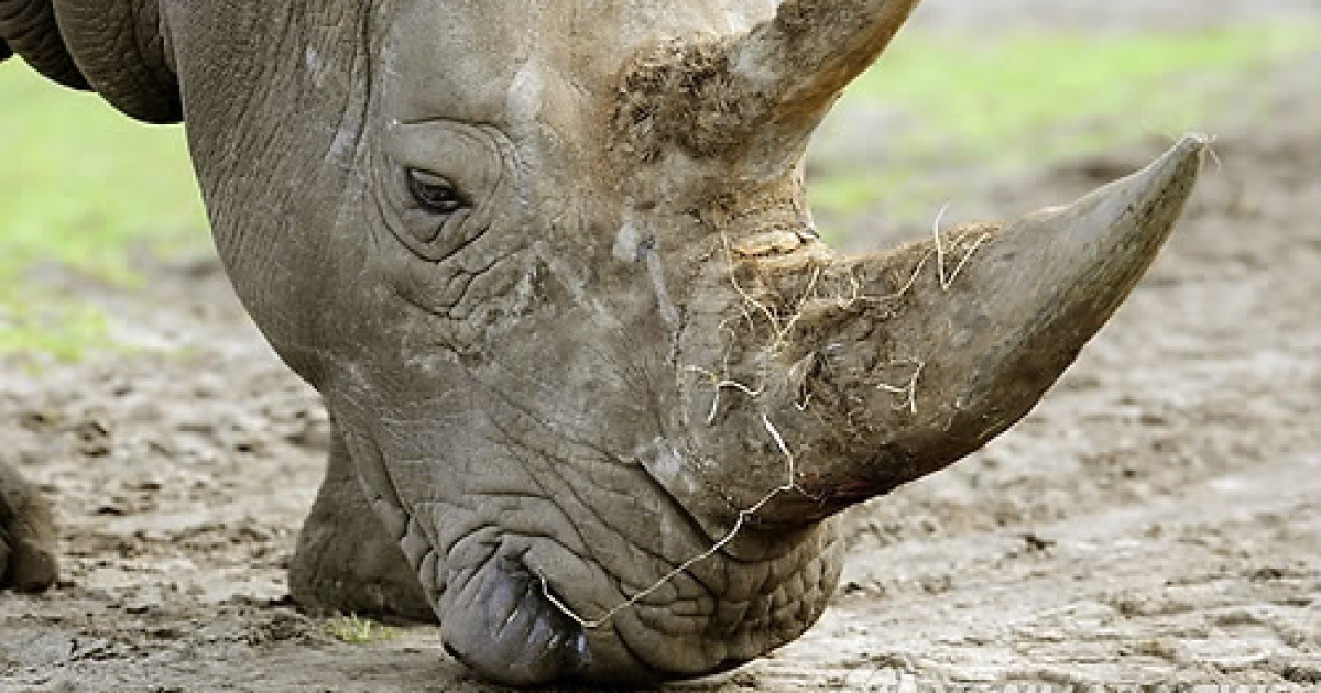 GERMAN ANIMALS RHINOCERUS