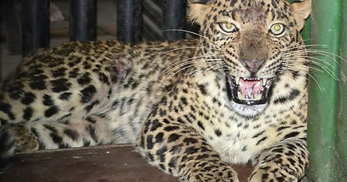 INDIA LEOPARD RESCUE