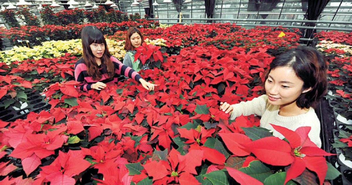 성탄 장식용 꽃.. 들뜬 女心