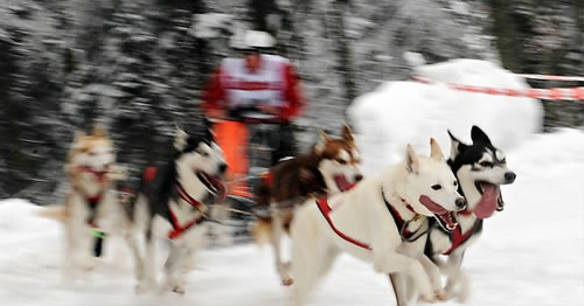 GERMANY SLEDGE DOG RACING