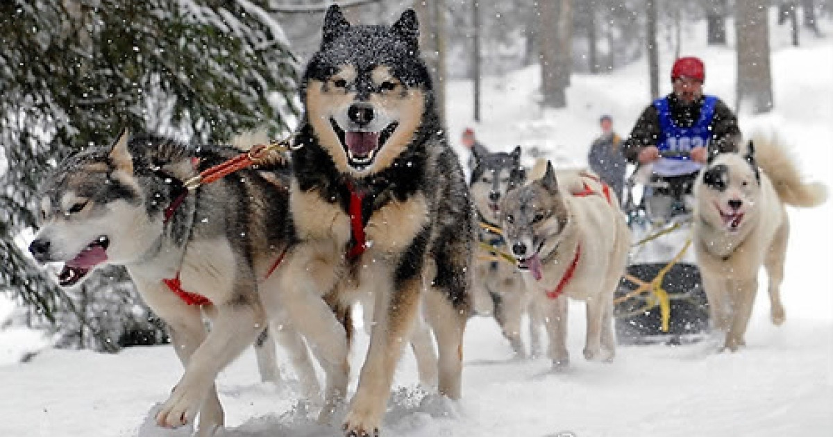 GERMANY SLEDGE DOG RACING