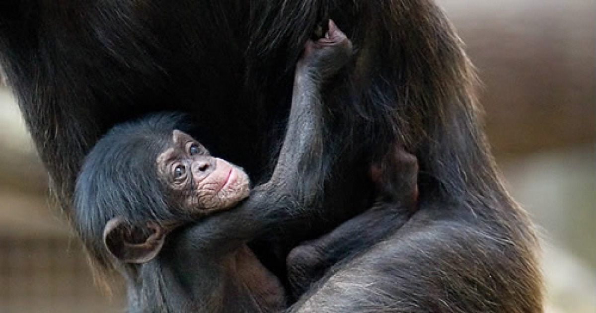 GERMANY ANIMALS ADOPTION