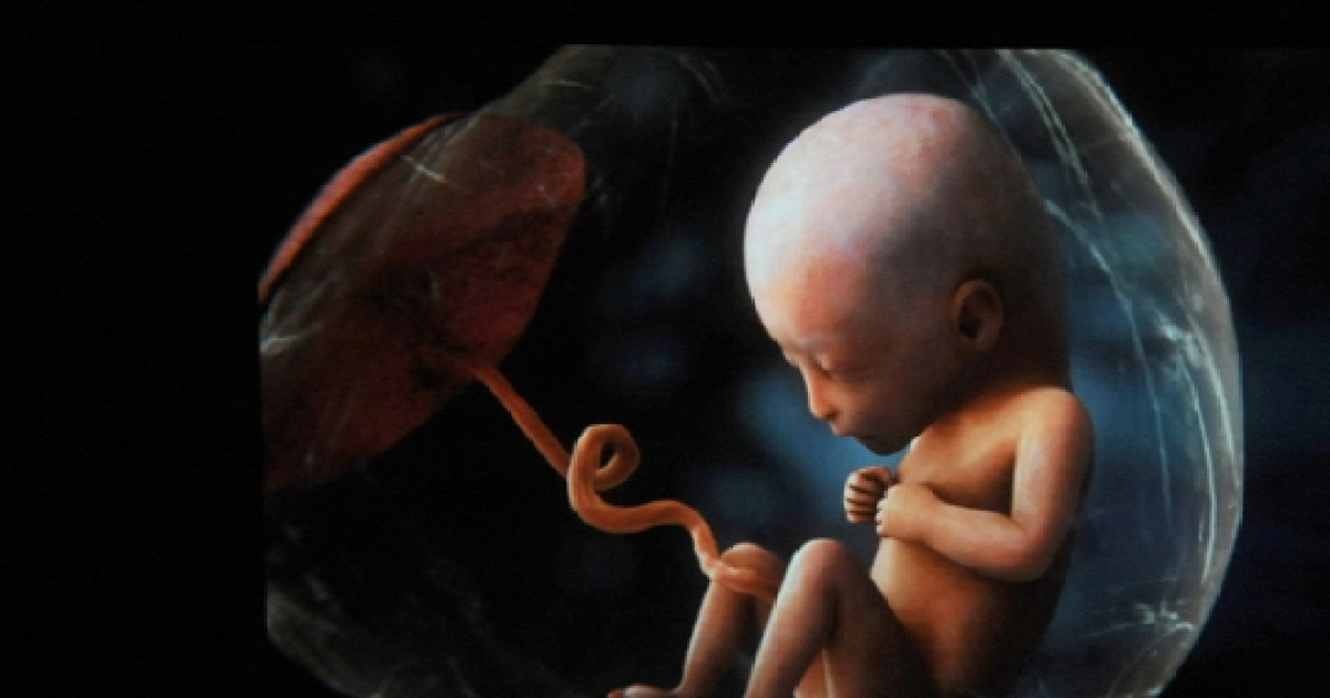 〈스포츠경향〉KBS, 3D의학다큐멘터리 '태아'제작 "시청자는 3D로 볼 수 없어"