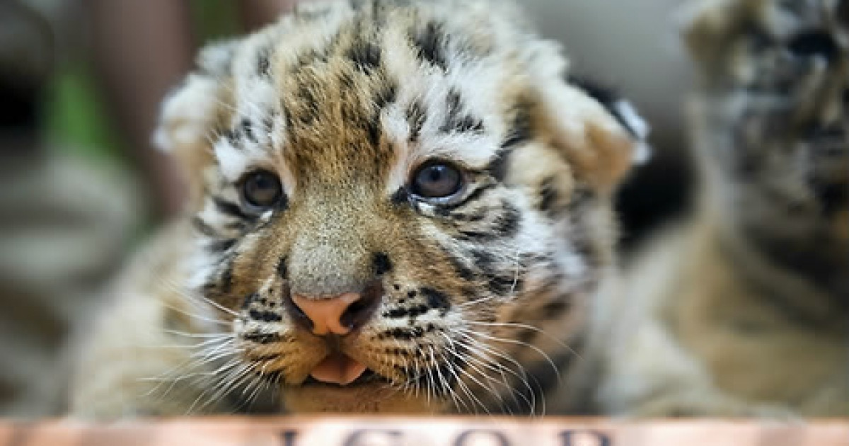 HUNGARY SIBERIAN TIGER CUBS