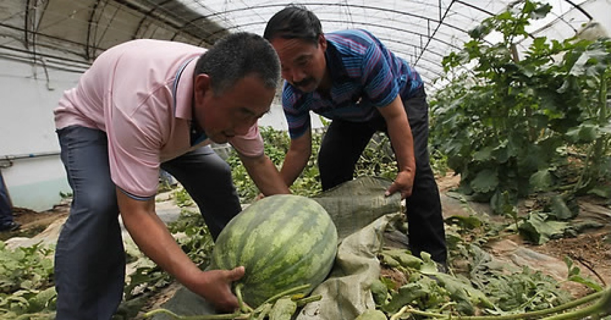 CHINA WATERMELON FESTIVAL