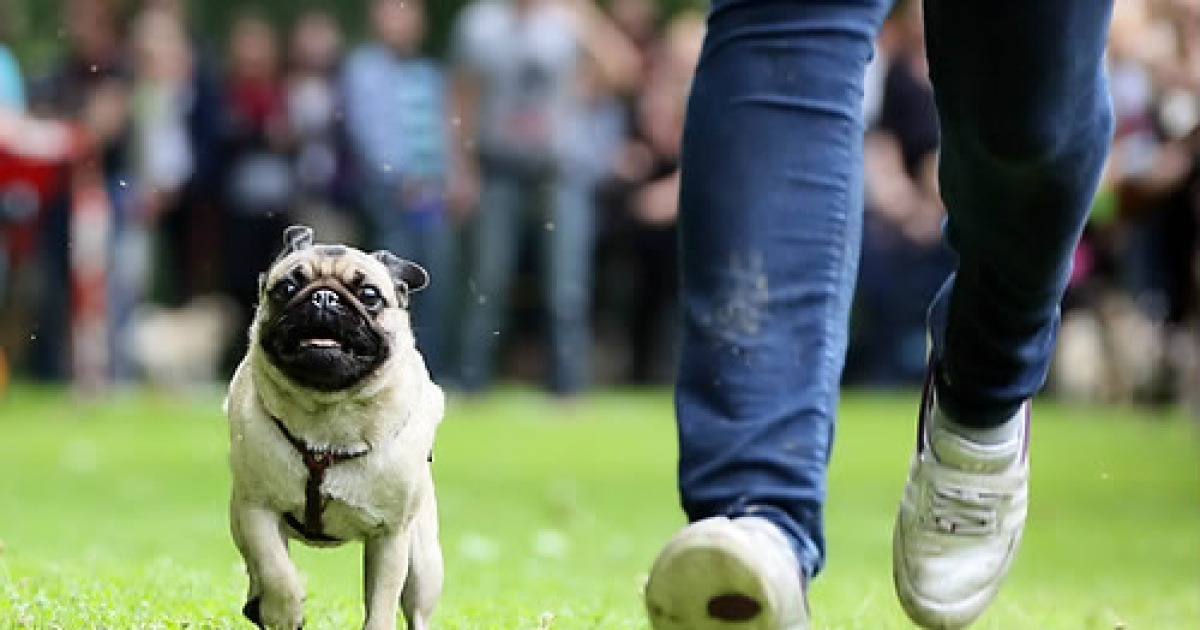 GERMANY PUG MEETING