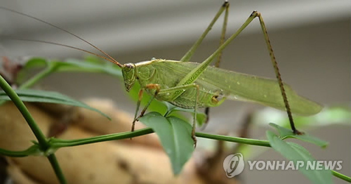 USA INSECTS KATYDIDS