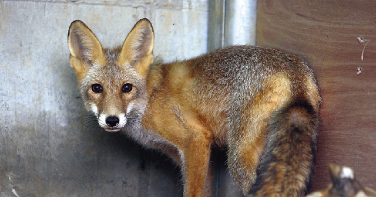 Red foxes to be released into wild