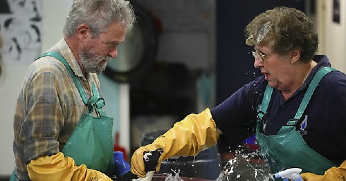 SOUTH AFRICA ANIMALS OILED PENGUINS