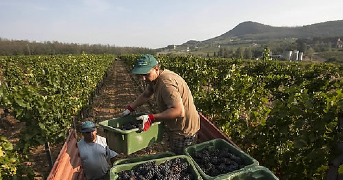 HUNGARY AGRICULTURE VINE