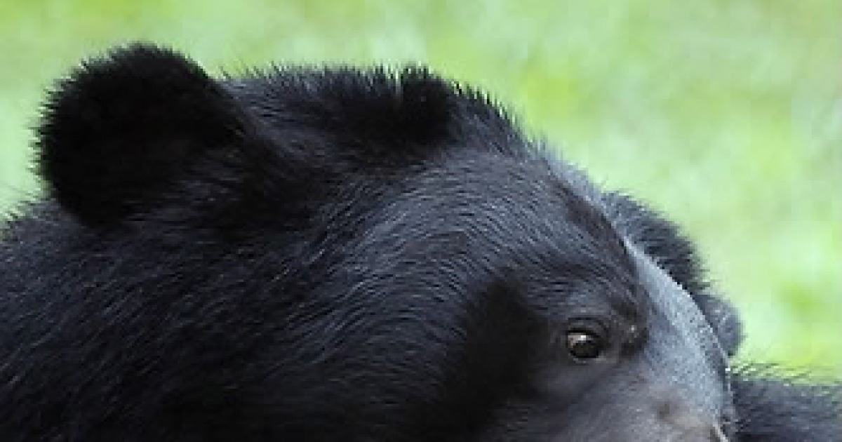 VIETNAM BEAR RESCUE SANCTUARY EVICTION