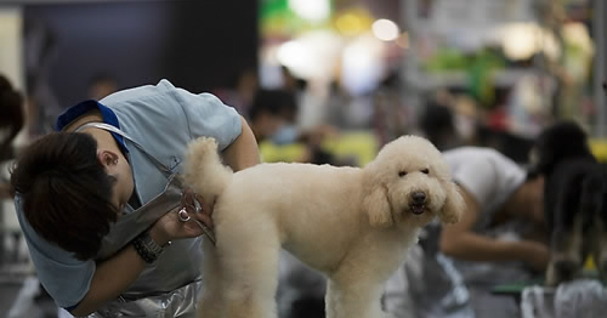 CHINA HONG KONG PET SHOW