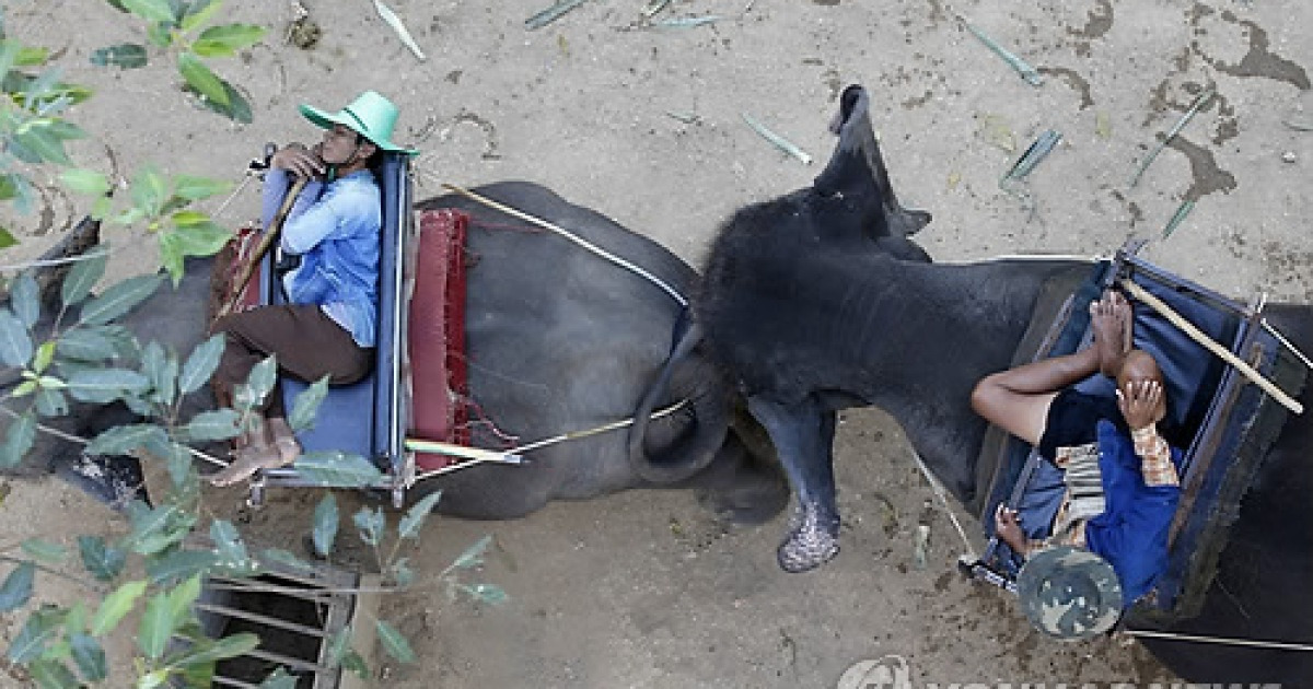 THAILAND CITES IVORY ILLEGAL TRADE