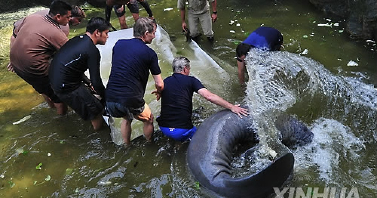 SINGAPORE-ZOO-MANATEE