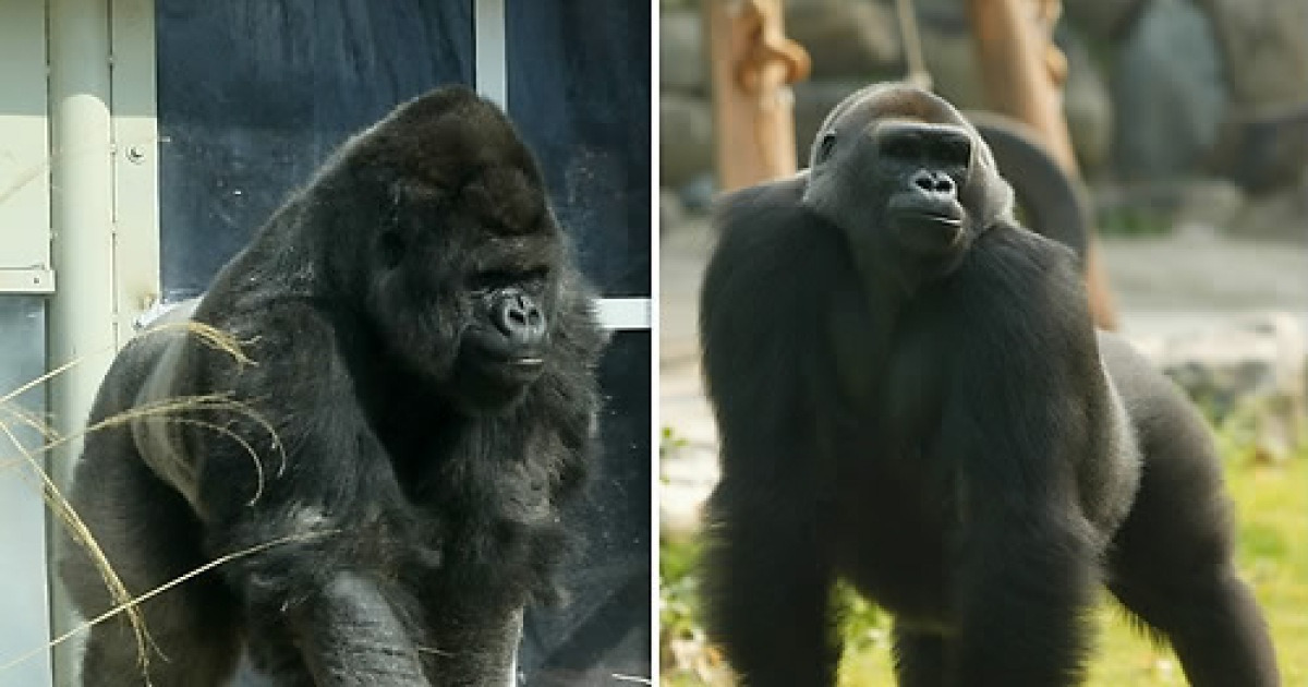 '독수공방' 서울대공원 암컷 고릴라 '고리나' 합방