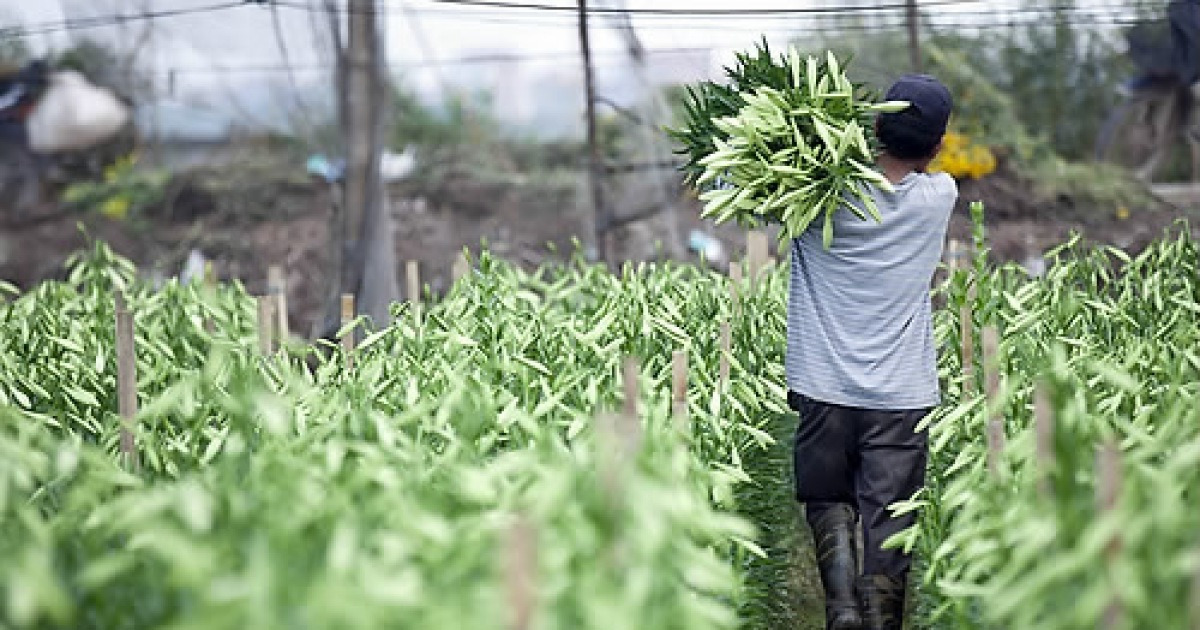 VIETNAM FLOWERS LOA KEN