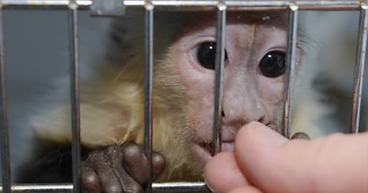 GERMANY JUSTIN BIEBER MONKEY