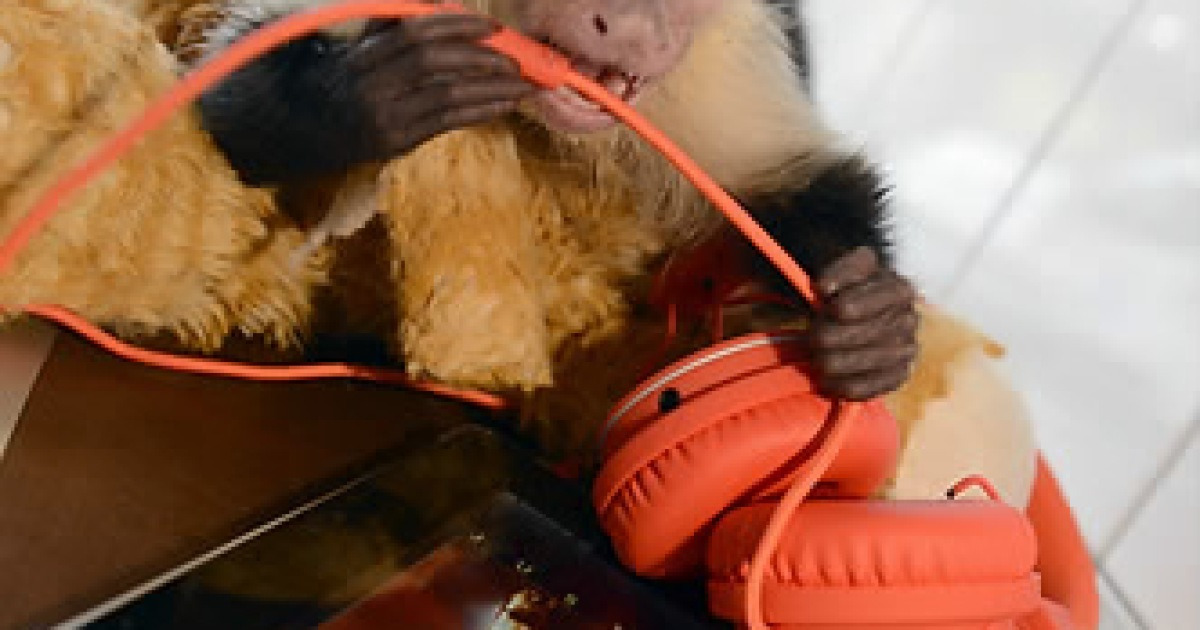 GERMANY JUSTIN BIEBER MONKEY