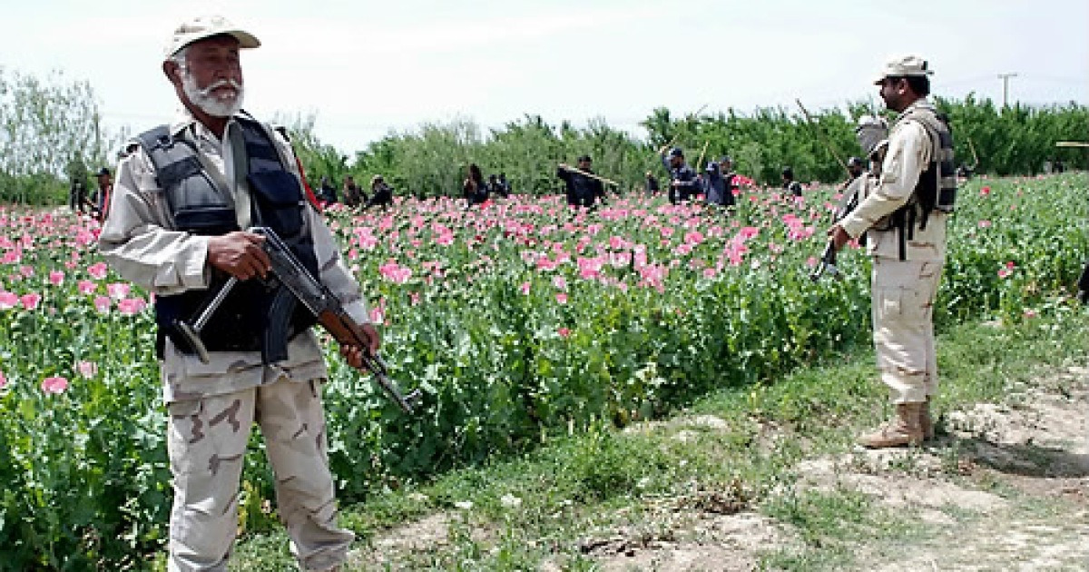 PAKISTAN POPPY DESTRUCTION