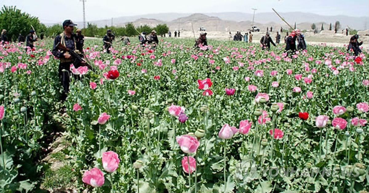 PAKISTAN POPPY DESTRUCTION