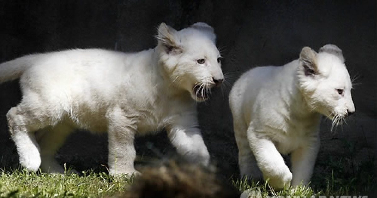 THE NETHERLANDS LIONS